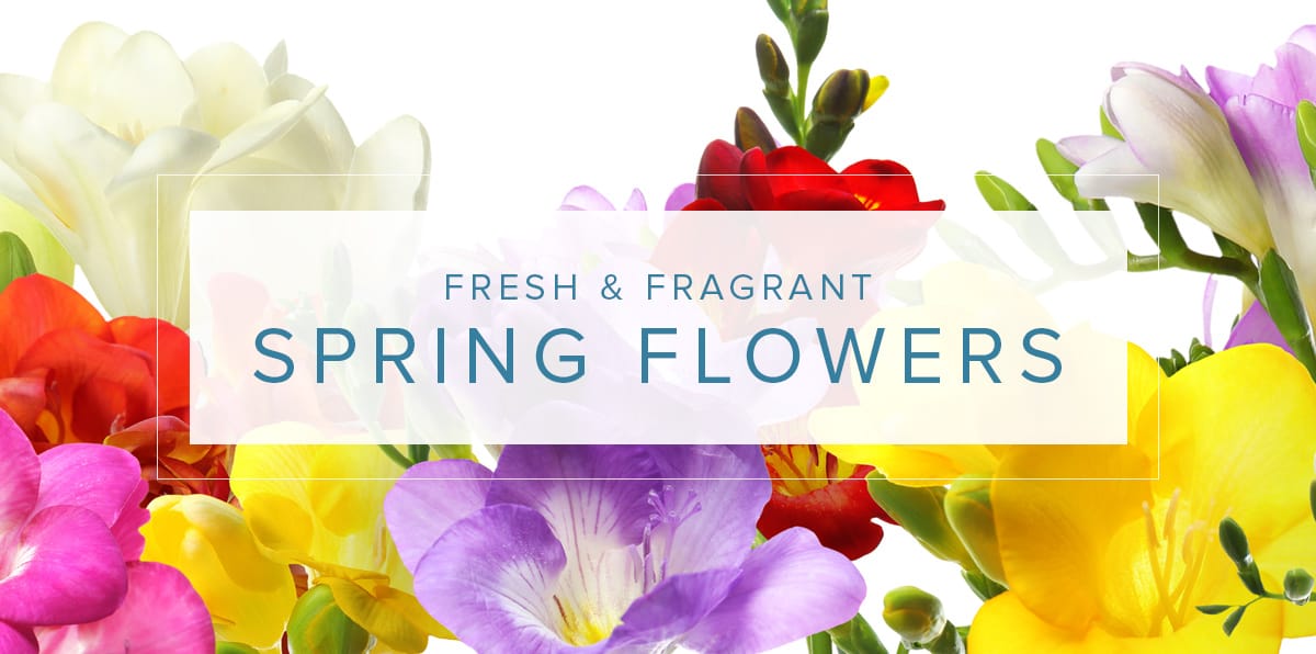 Our Favorite Springtime Flowers - Port Charlotte Florist Blog