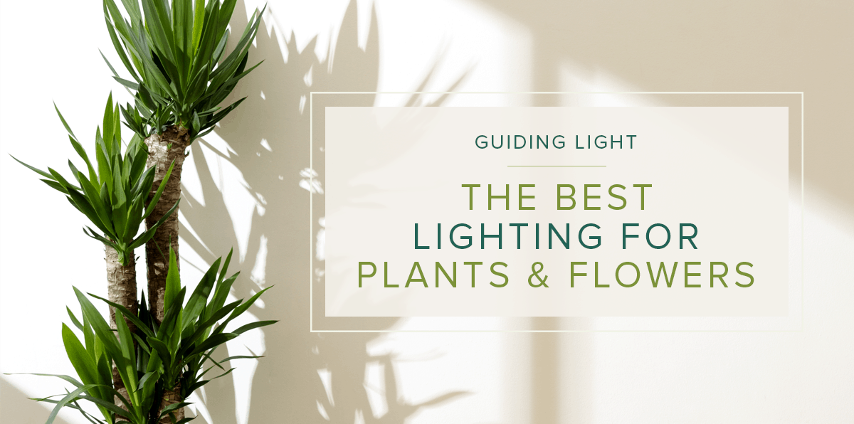 Problems with Plants that Don’t Get Enough Sunlight - Port Charlotte ...